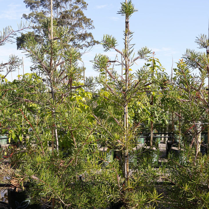 Australian Native Trees for Sale - Evergreen Trees Direct