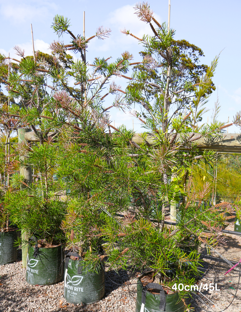 Callistemon sieberi - Evergreen Trees Direct