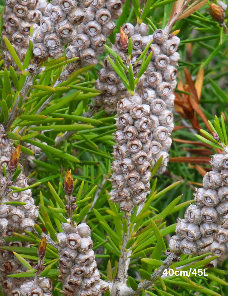 Callistemon sieberi - Evergreen Trees Direct