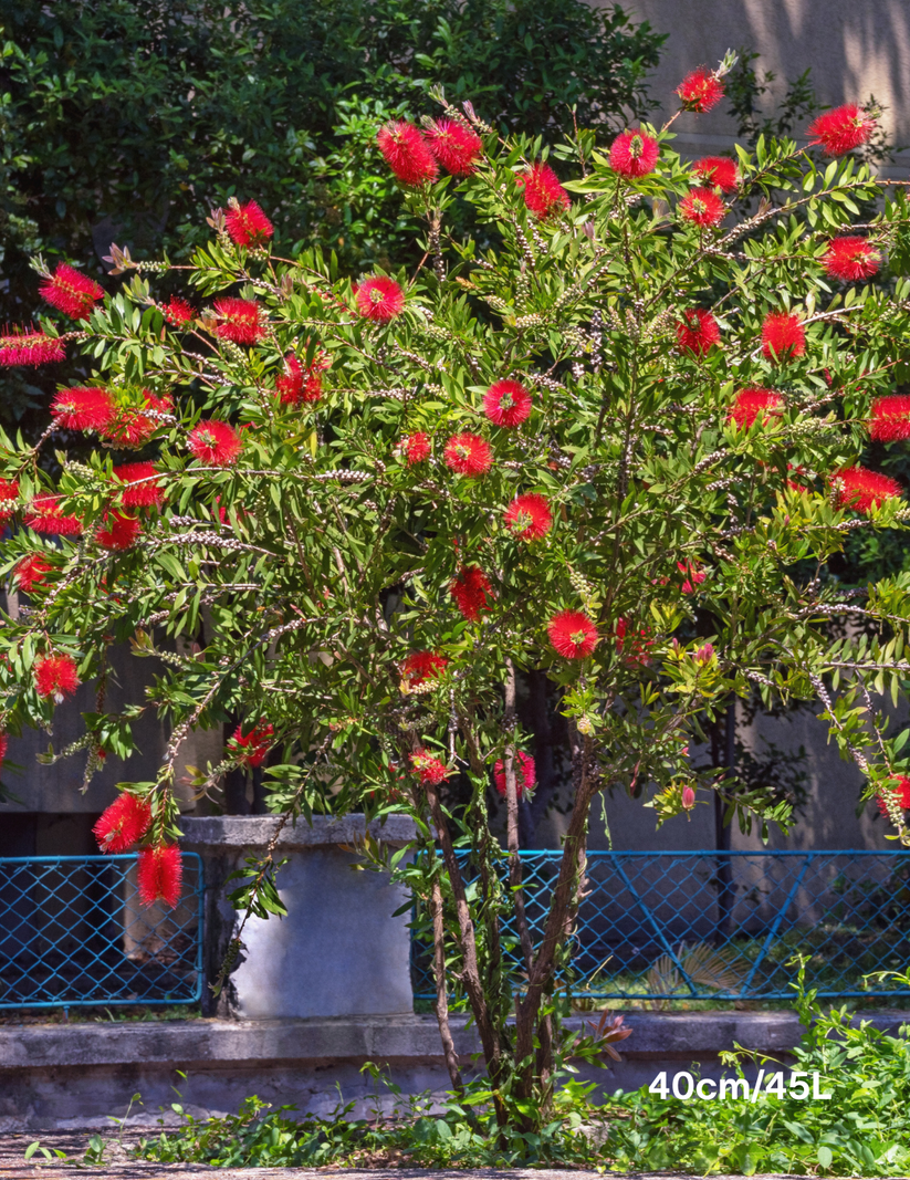 Callistemon viminalis 'Dawson River Weeper' - Evergreen Trees Direct