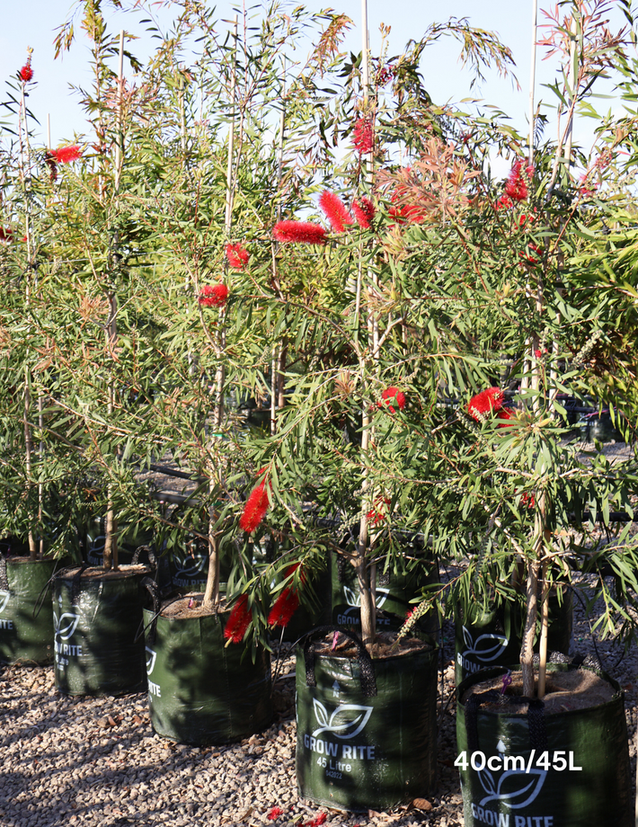 Callistemon Trees | Evergreen Bottlebrush Varieties - Evergreen Trees ...