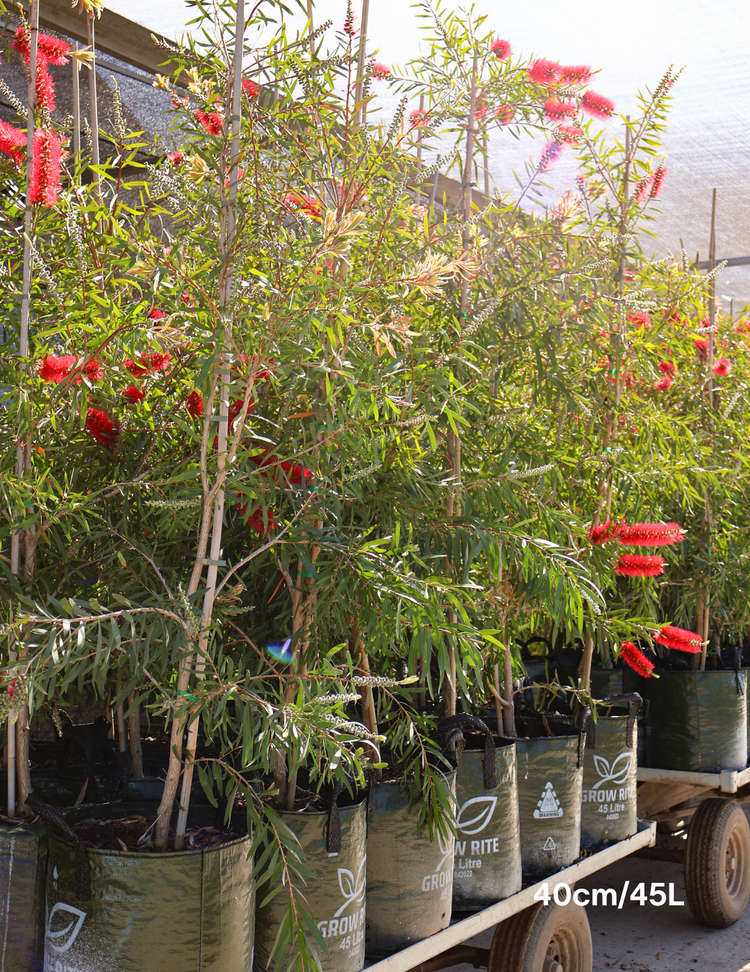 Callistemon viminalis 'Dawson River Weeper' - Evergreen Trees Direct