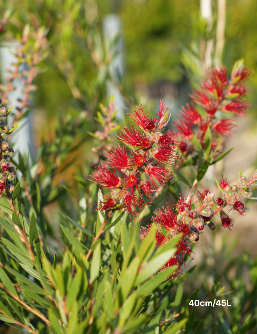 Callistemon Viminalis 'Slim'