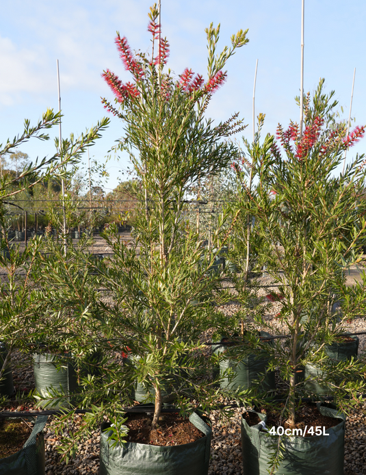 Callistemon Viminalis 'Slim'