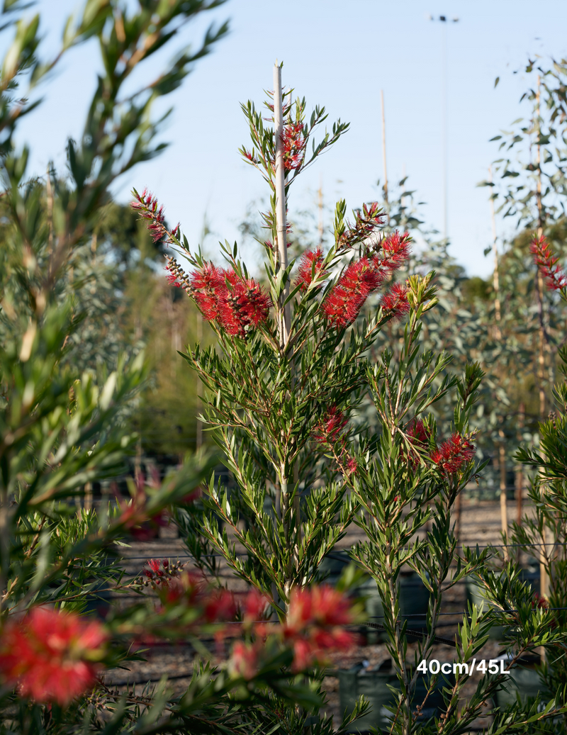 Callistemon Viminalis 'Slim'