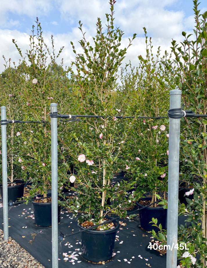 Camellia sasanqua 'Paradise Blush'