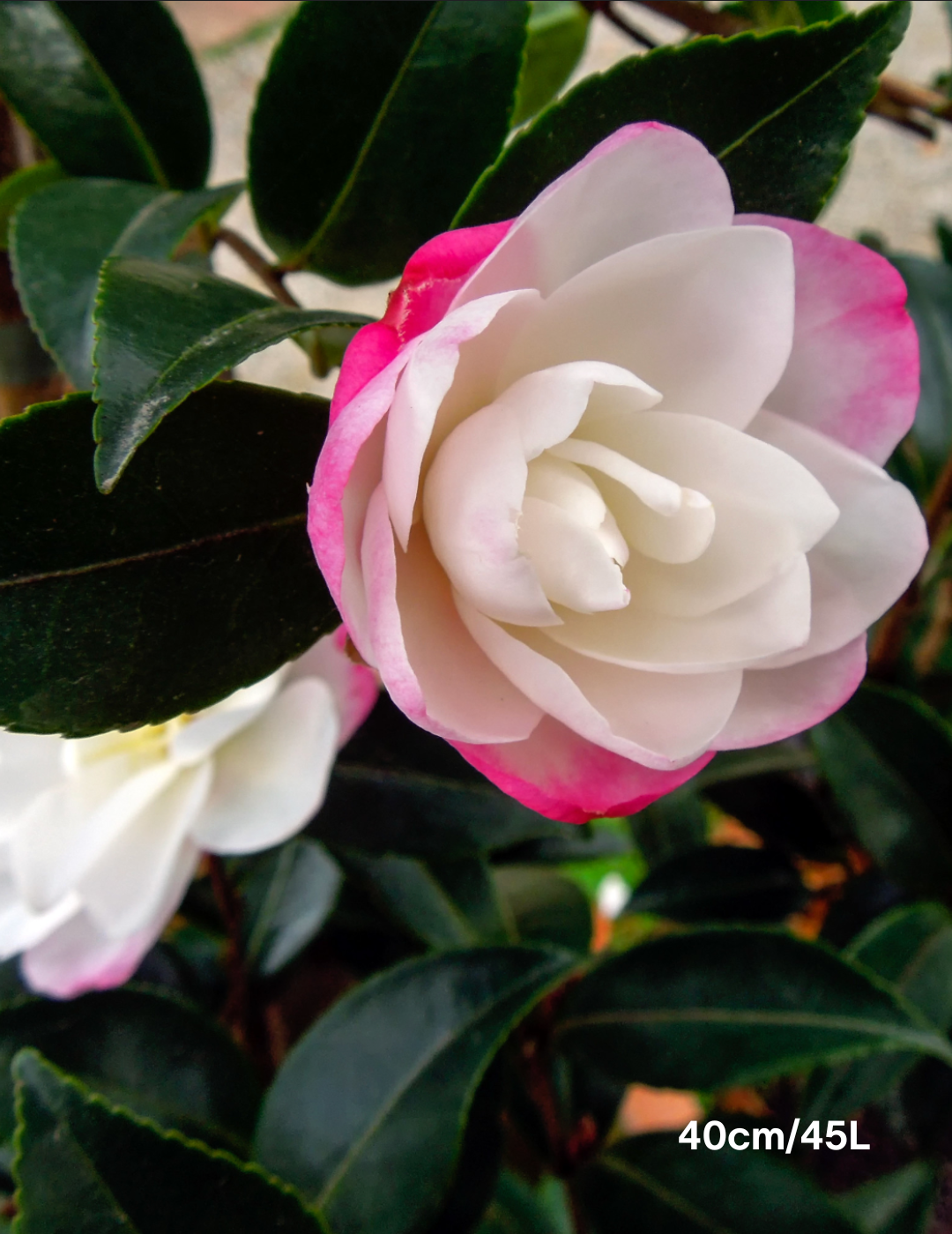 Camellia sasanqua 'Paradise Blush'