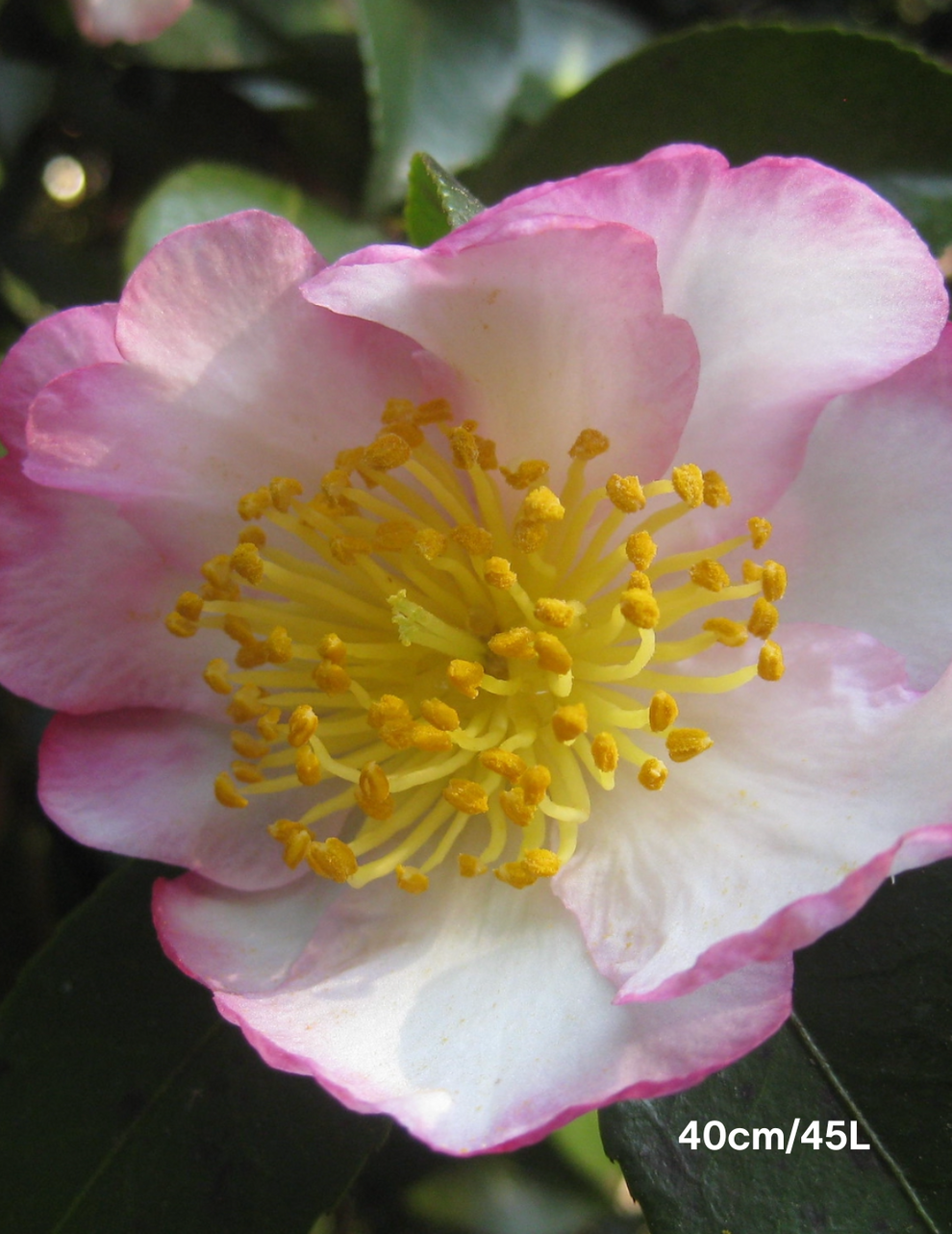 Camellia sasanqua 'Paradise Blush'