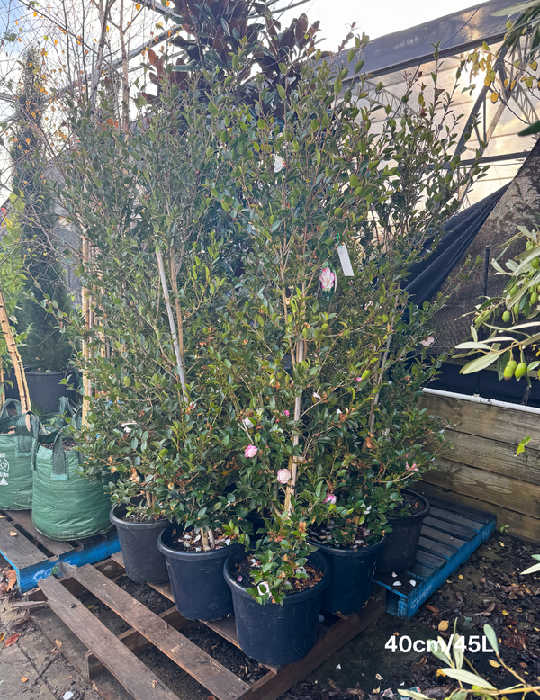 Camellia sasanqua 'Paradise Blush'