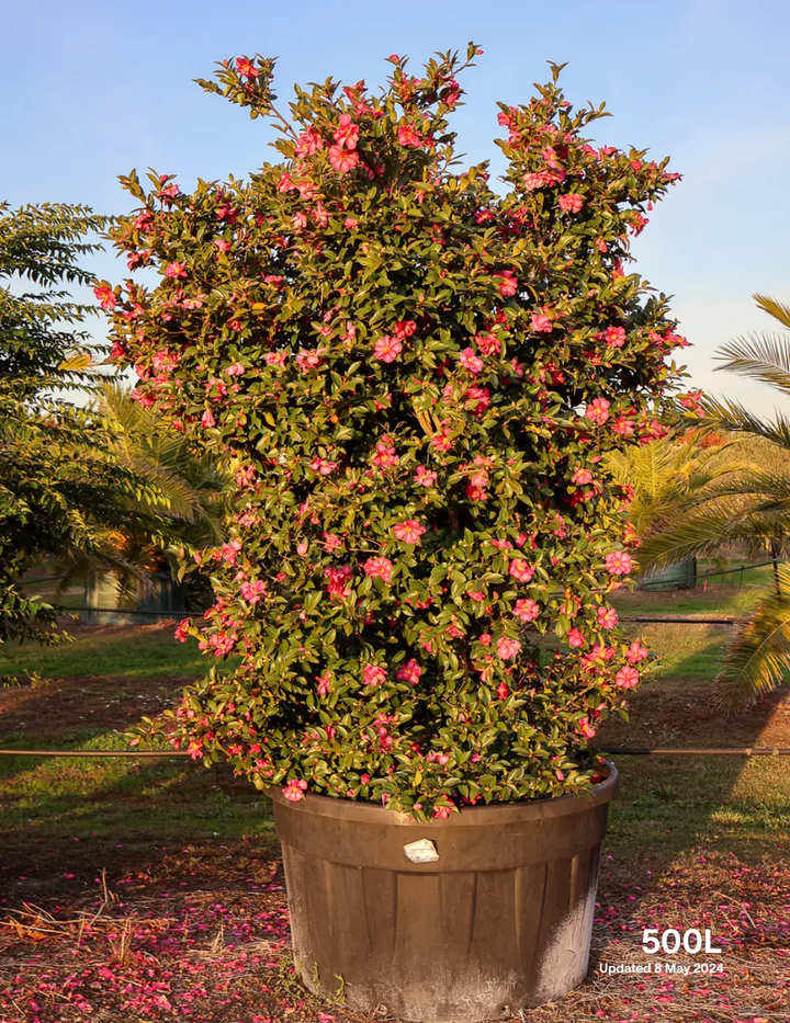 Super Advanced Trees - Evergreen Trees Direct