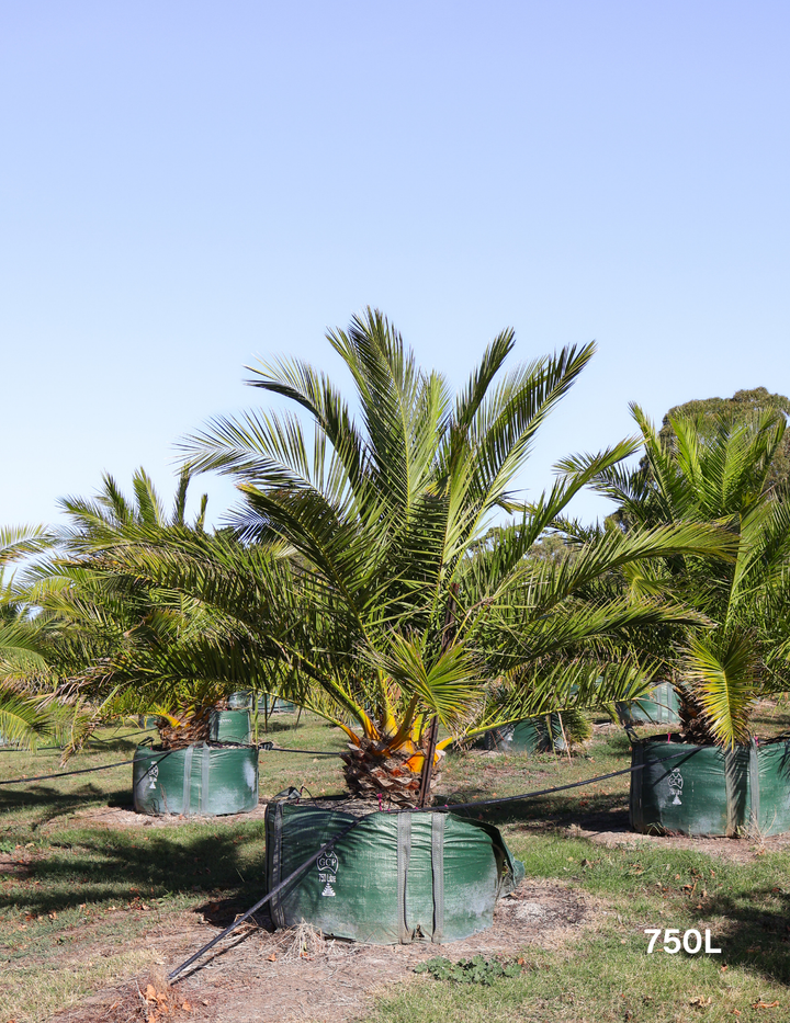 Super Advanced Trees - Evergreen Trees Direct