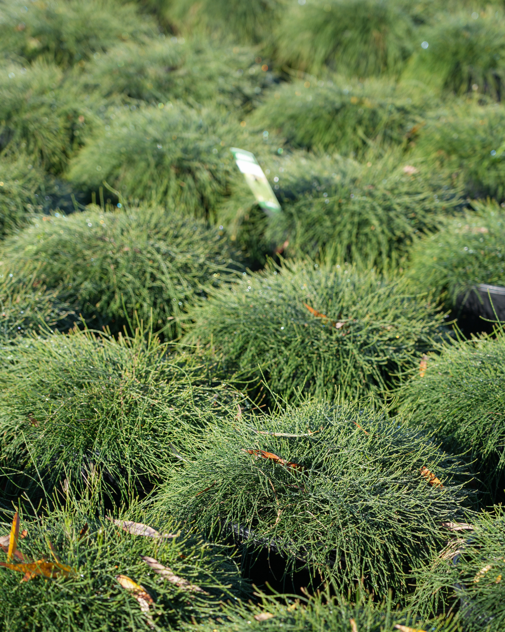 Casuarina 'Green Waves' - Evergreen Trees Direct
