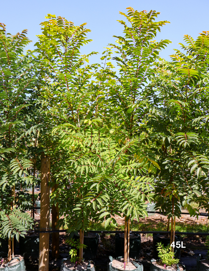 Cedrela sinensis – Chinese Cedar (Toona sinensis) - Evergreen Trees Direct