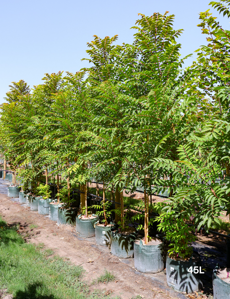 Cedrela sinensis – Chinese Cedar (Toona sinensis) - Evergreen Trees Direct