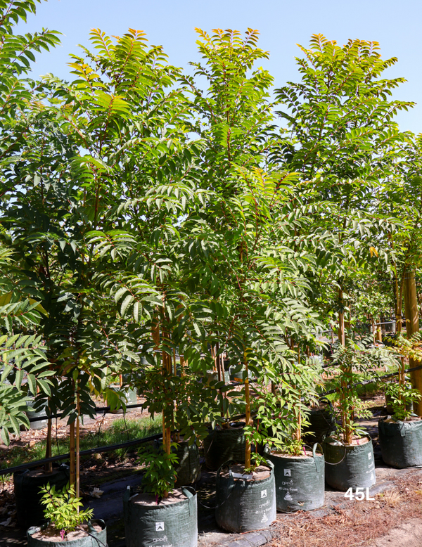 Cedrela sinensis – Chinese Cedar (Toona sinensis) - Evergreen Trees Direct