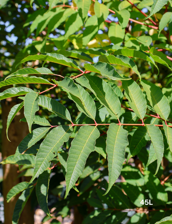 Cedrela sinensis – Chinese Cedar (Toona sinensis) - Evergreen Trees Direct