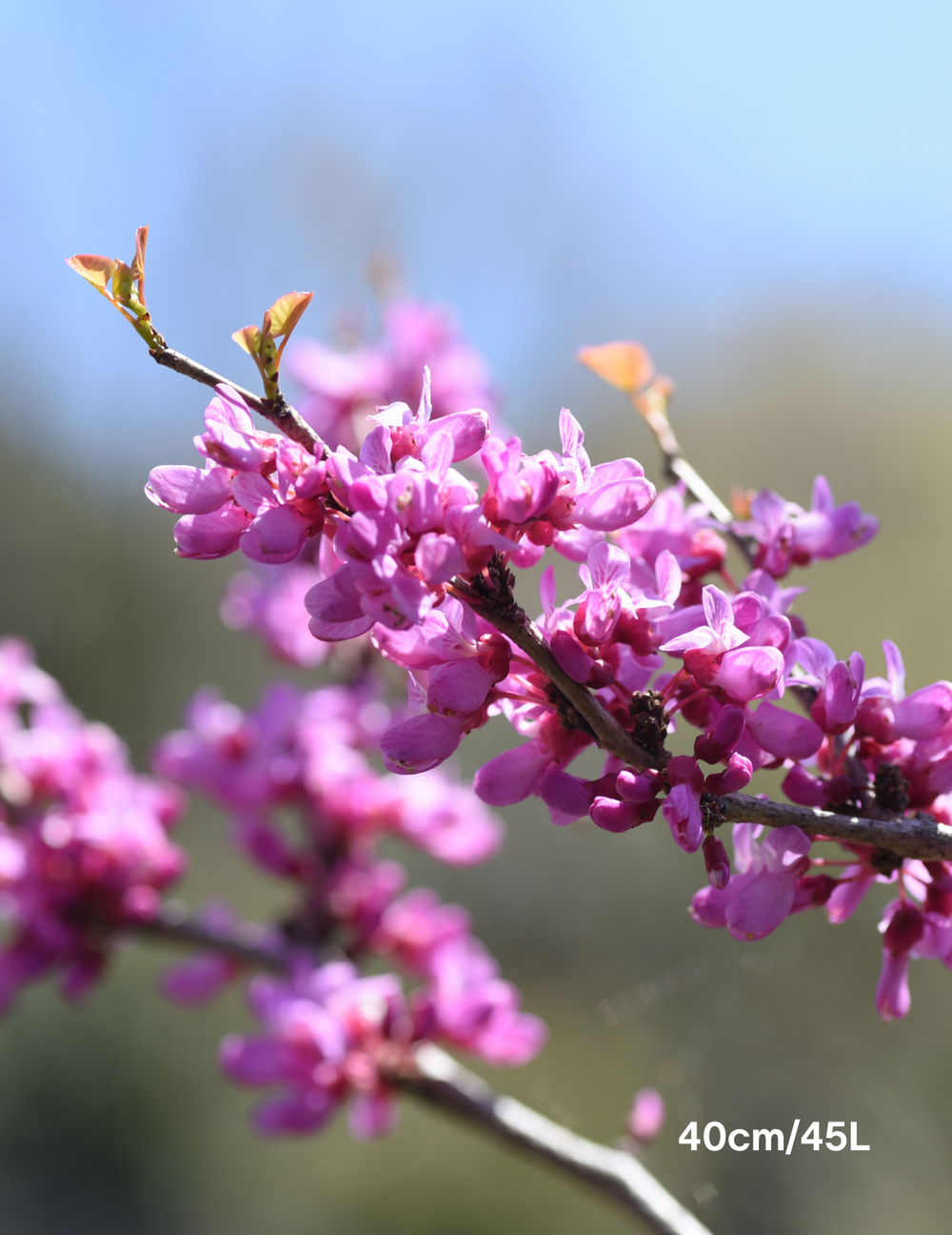 Cercis Chinensis - Evergreen Trees Direct