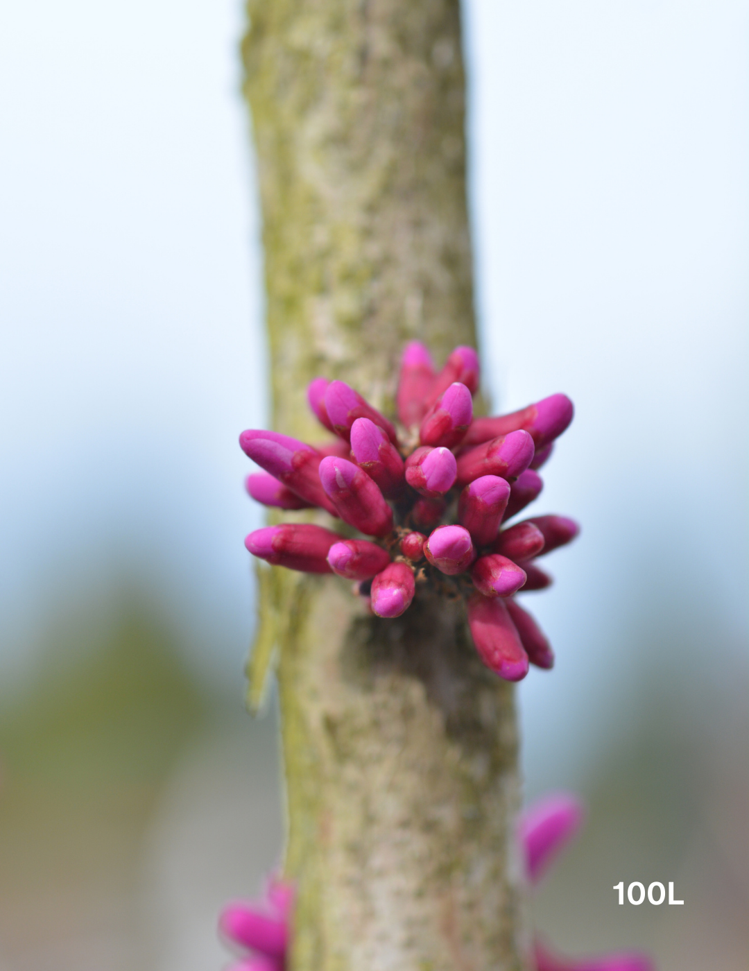 Cercis Chinensis 'Avondale' - Evergreen Trees Direct