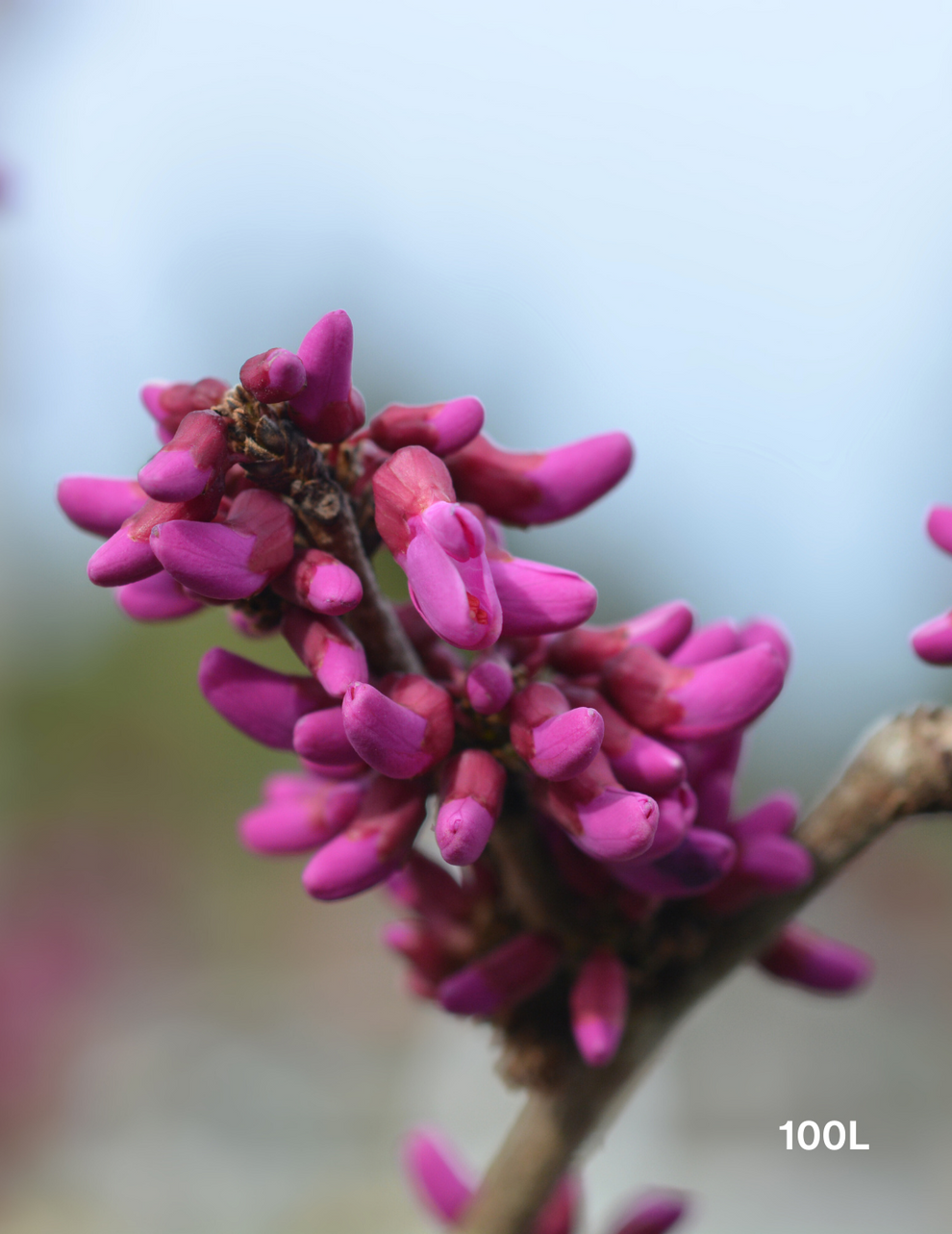 Cercis Chinensis 'Avondale' - Evergreen Trees Direct