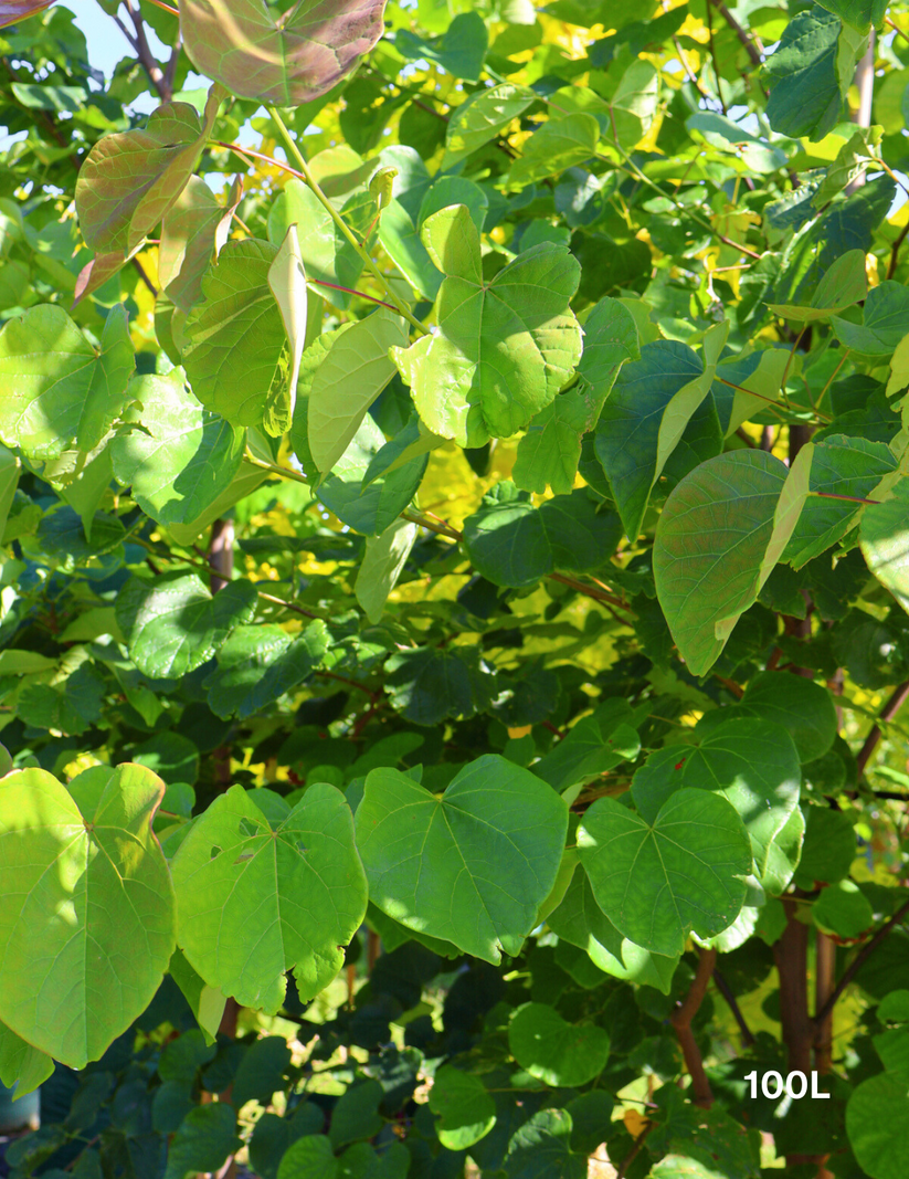 Cercis Chinensis 'Avondale' - Evergreen Trees Direct