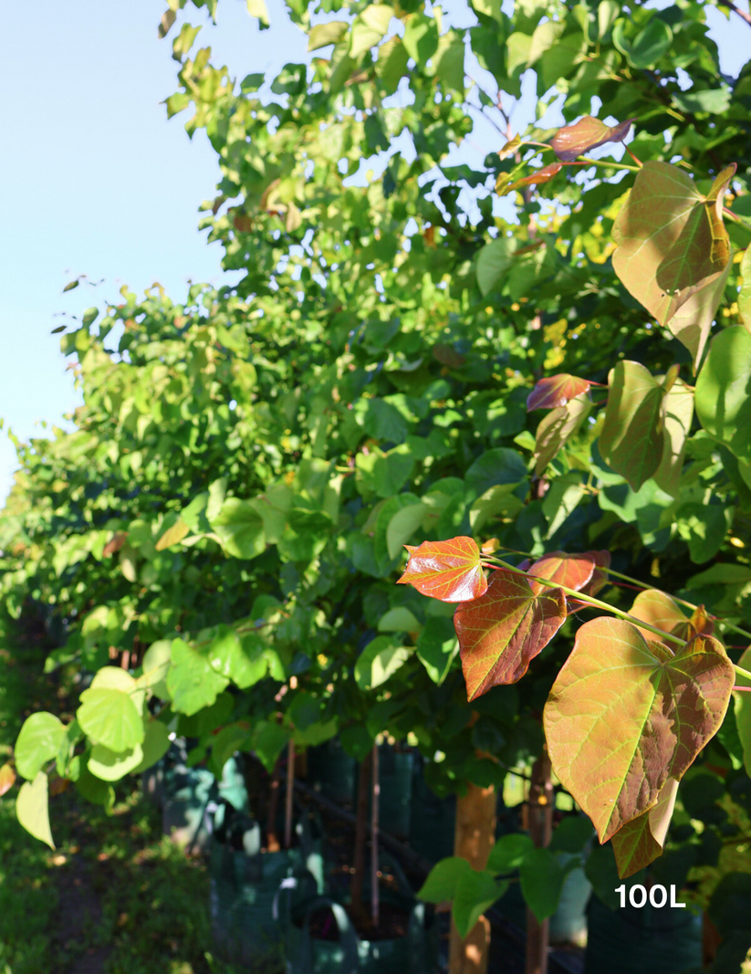 Cercis Chinensis 'Avondale' - Evergreen Trees Direct