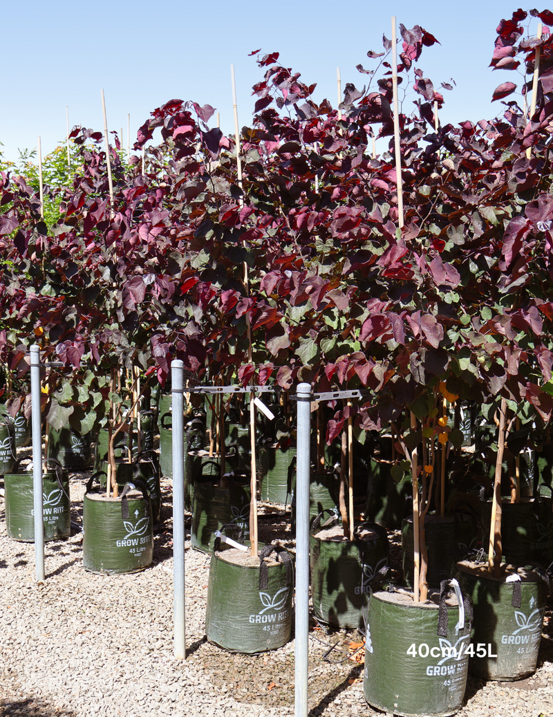 Cercis canadensis 'Forest Pansy' - Evergreen Trees Direct