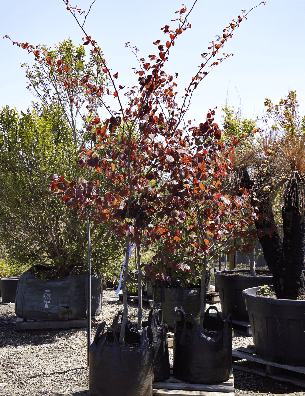 Corymbia ficifolia 'Baby Scarlet' - Evergreen Trees Diret