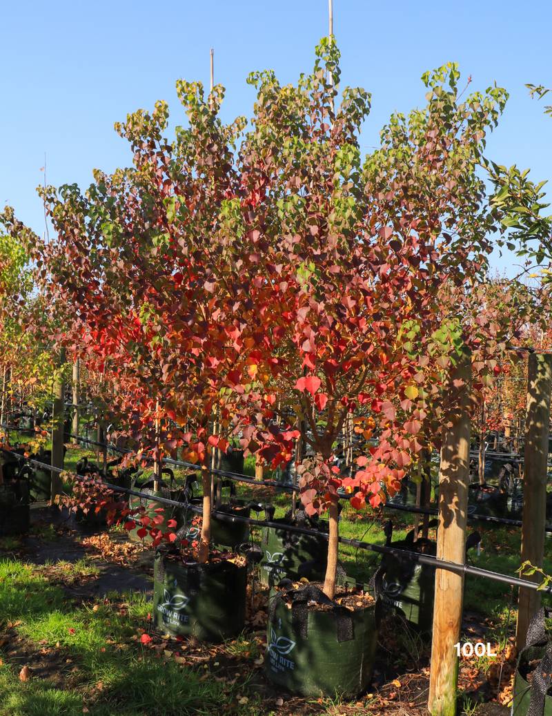 Chinese Tallow Tree | Sapium sebiferum for Autumn Colour