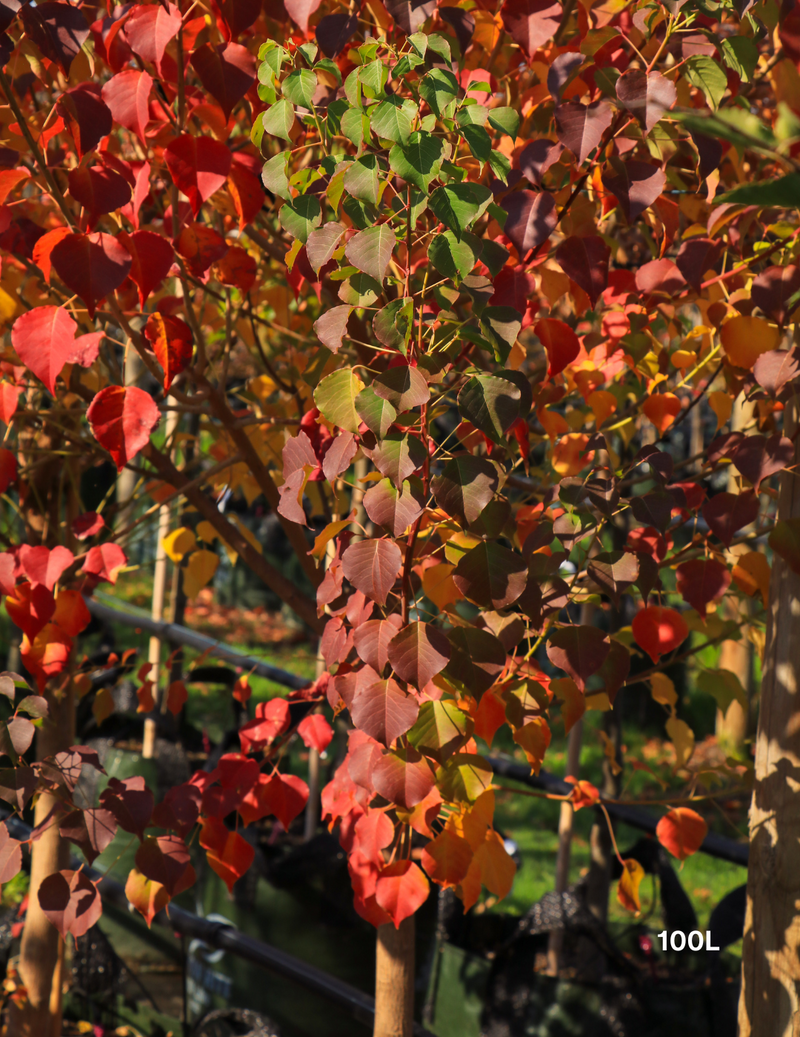 Chinese Tallow Tree | Sapium sebiferum for Autumn Colour