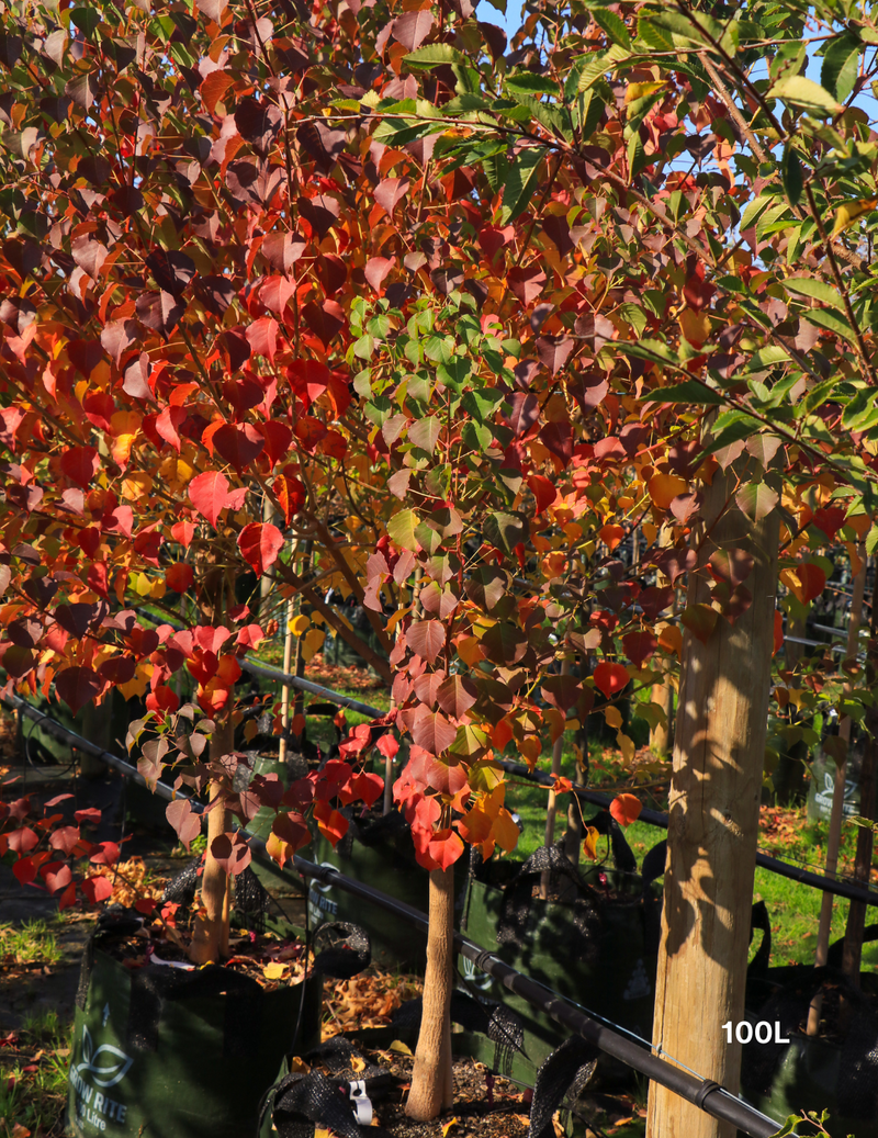 Chinese Tallow Tree | Sapium sebiferum for Autumn Colour