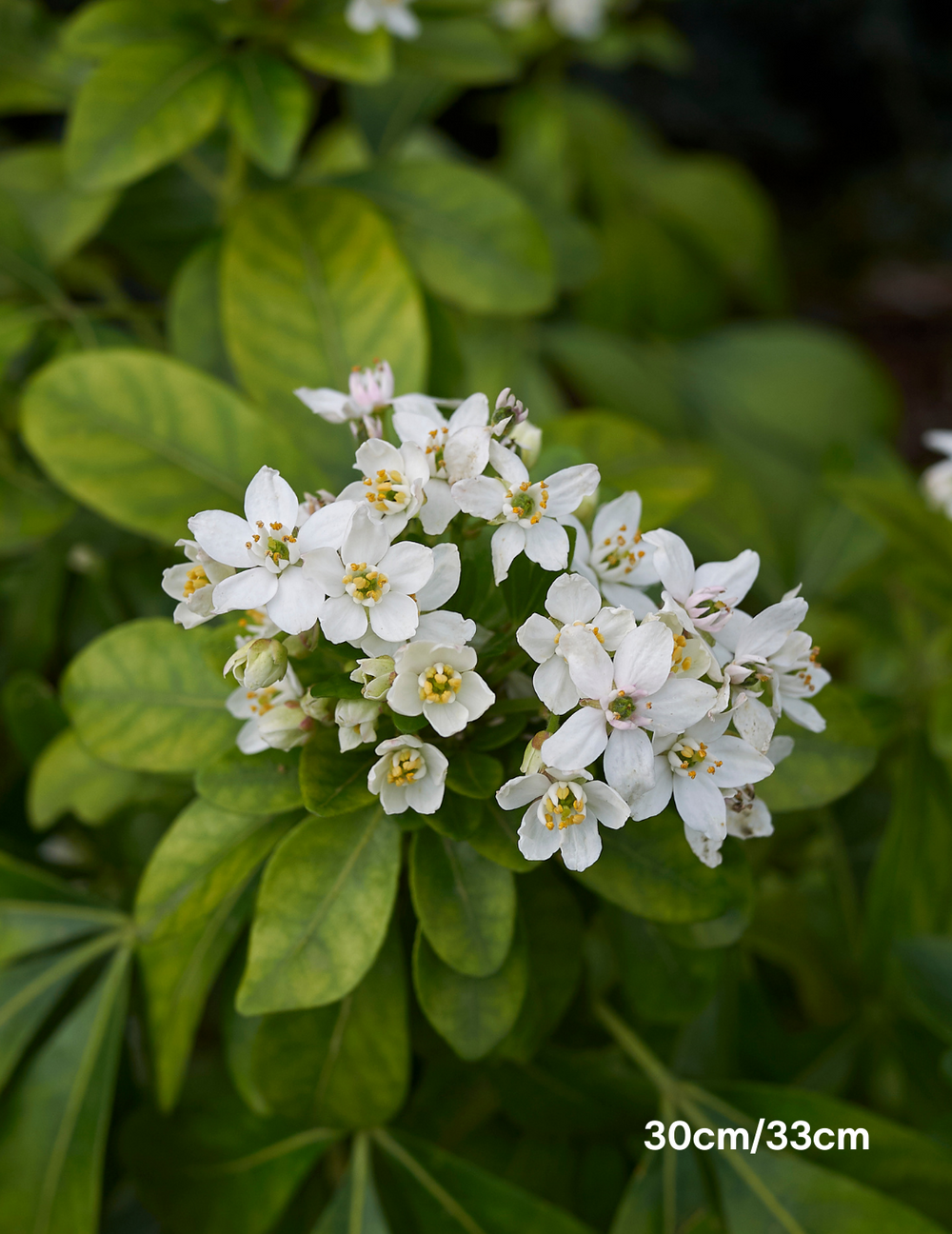 Choisya ternata - Evergreen Trees Direct