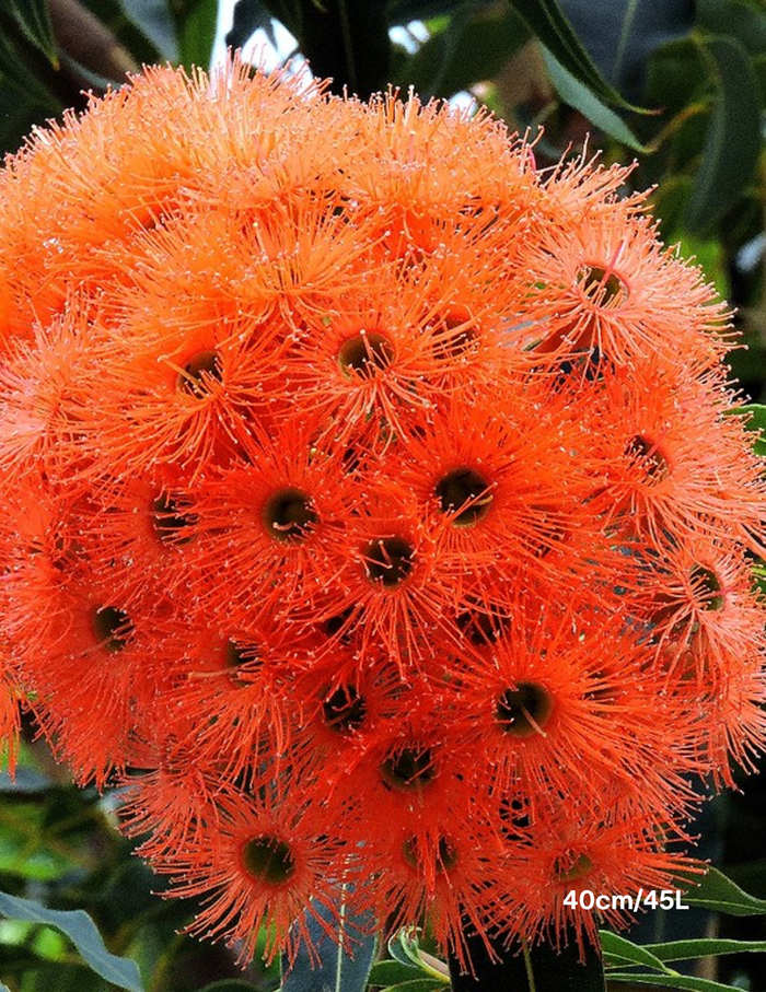 Corymbia ficifolia ‘Baby Orange’ | Compact Flowering Gum for Small Gardens