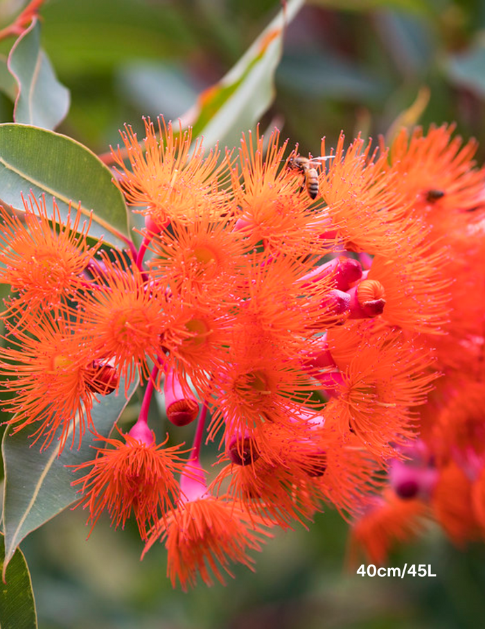 Corymbia ficifolia ‘Baby Orange’ | Compact Flowering Gum for Small Gardens