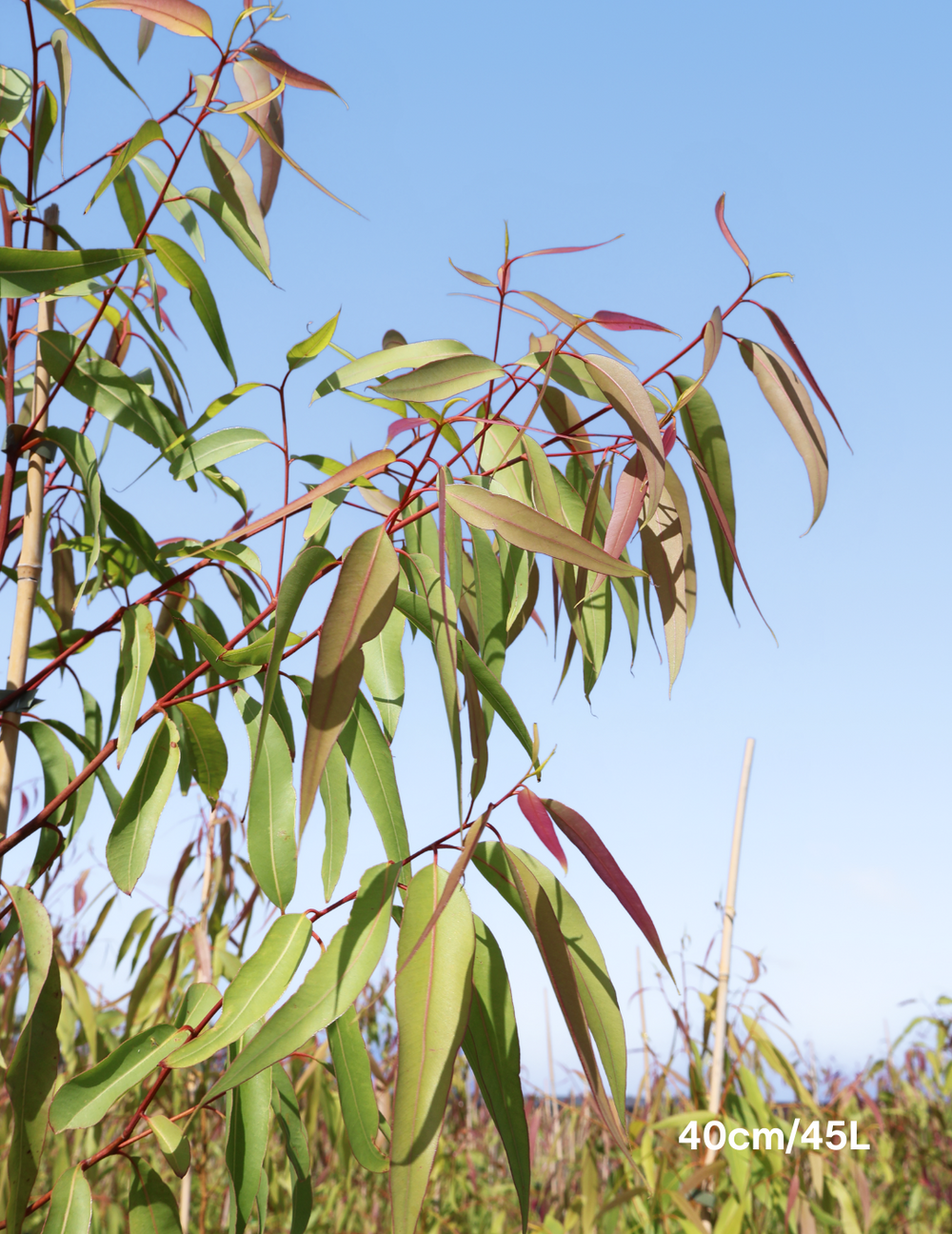 Corymbia citriodora (Lemon Scented Gum) - Evergreen Trees Direct