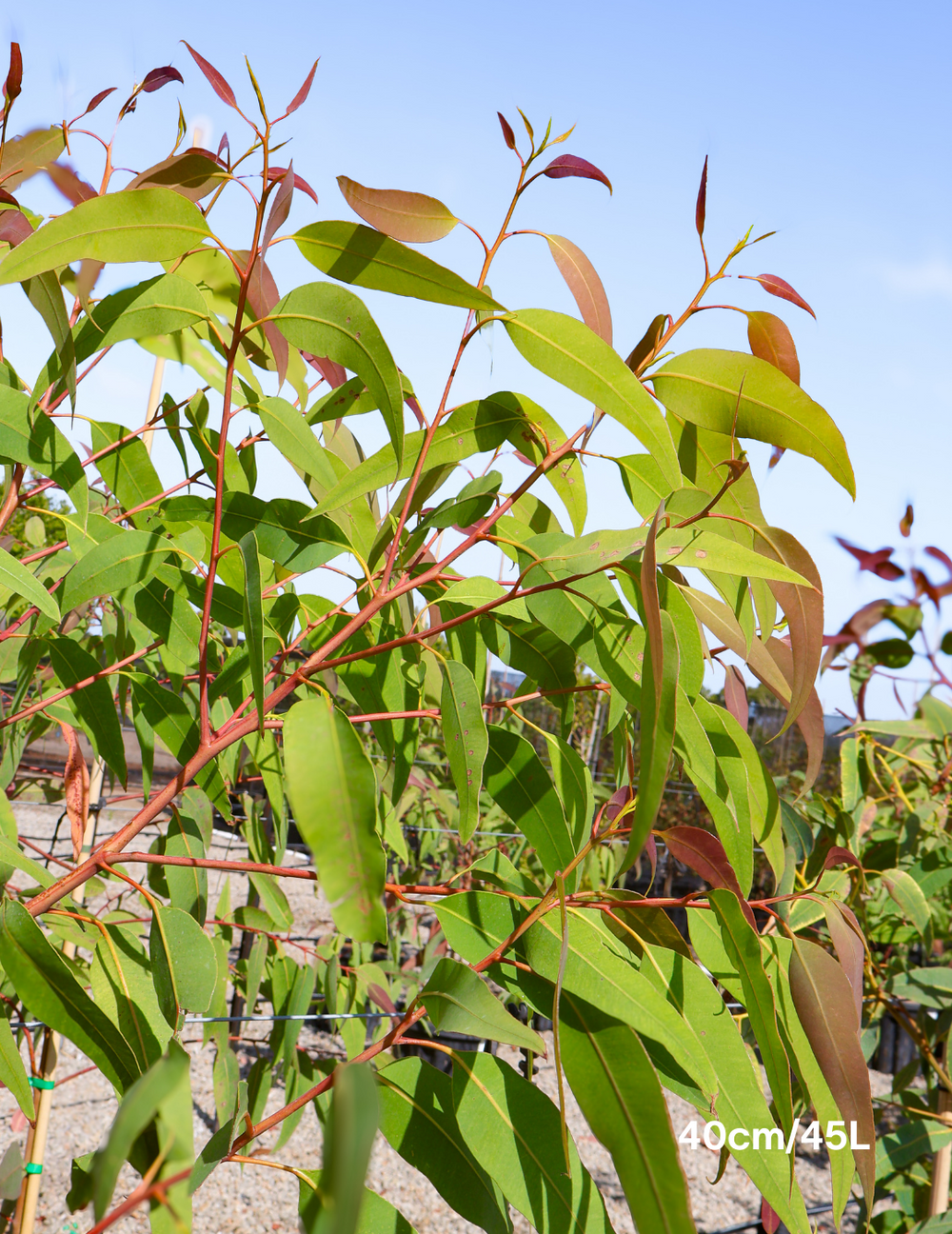 Corymbia exima 'Nana' - Evergreen Trees Direct