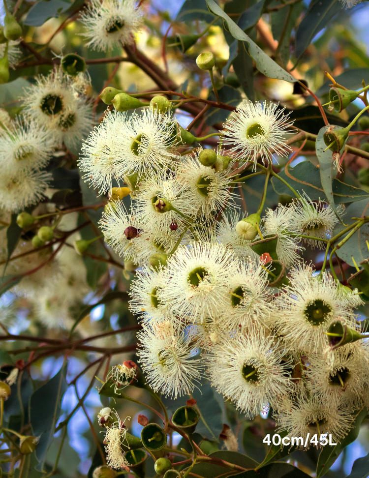 Corymbia Eximia - Evergreen Trees Direct