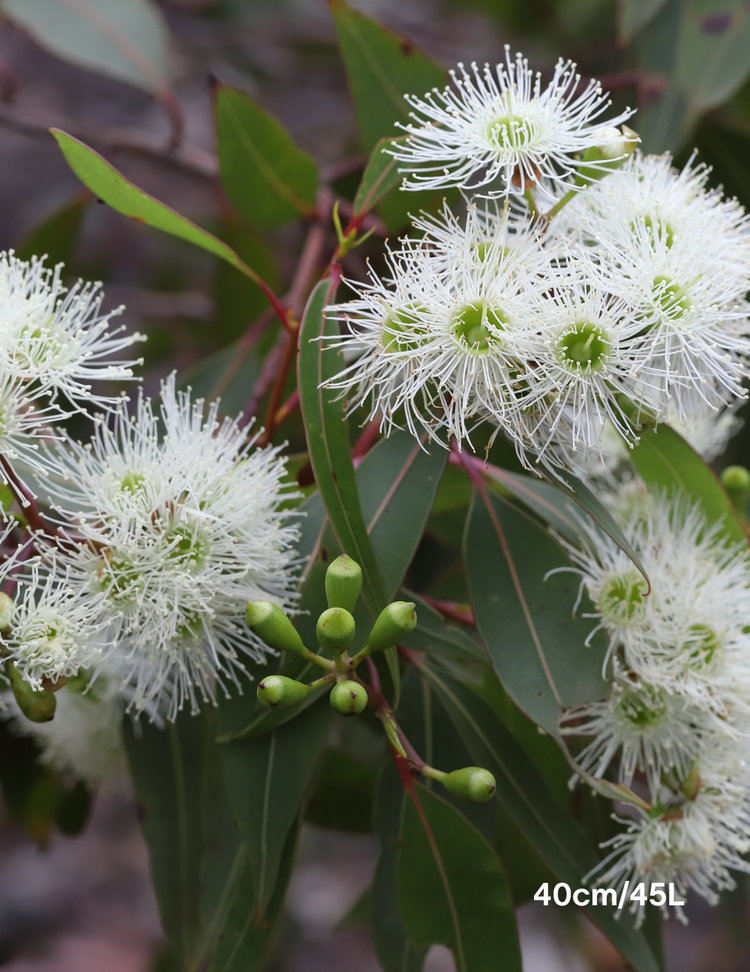 Corymbia Eximia - Evergreen Trees Direct