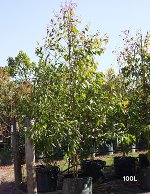 Corymbia maculata - Spotted Gum | Evergreen Trees Direct