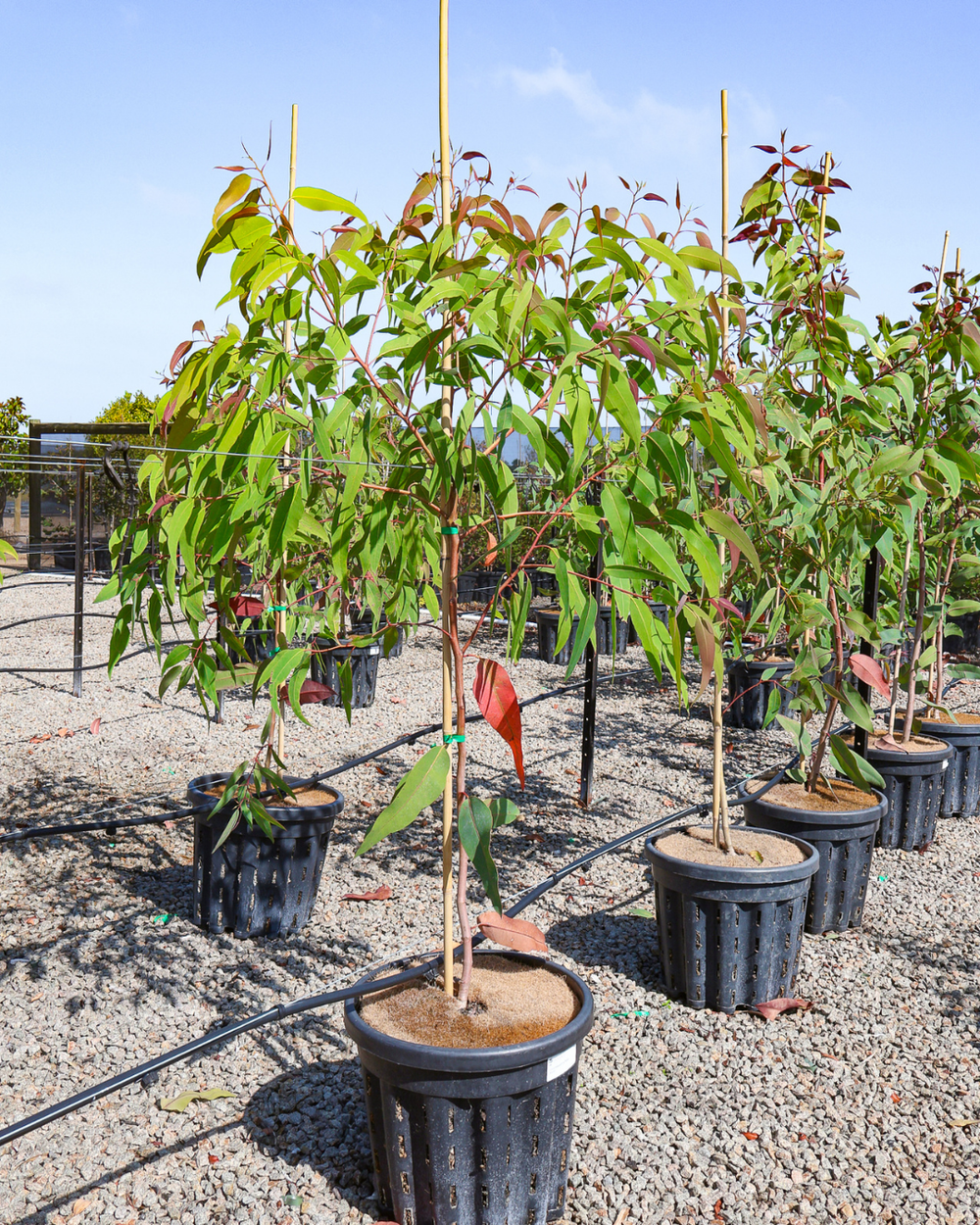 Corymbia exima 'Nana' - Evergreen Trees Direct - Evergreen Trees Direct