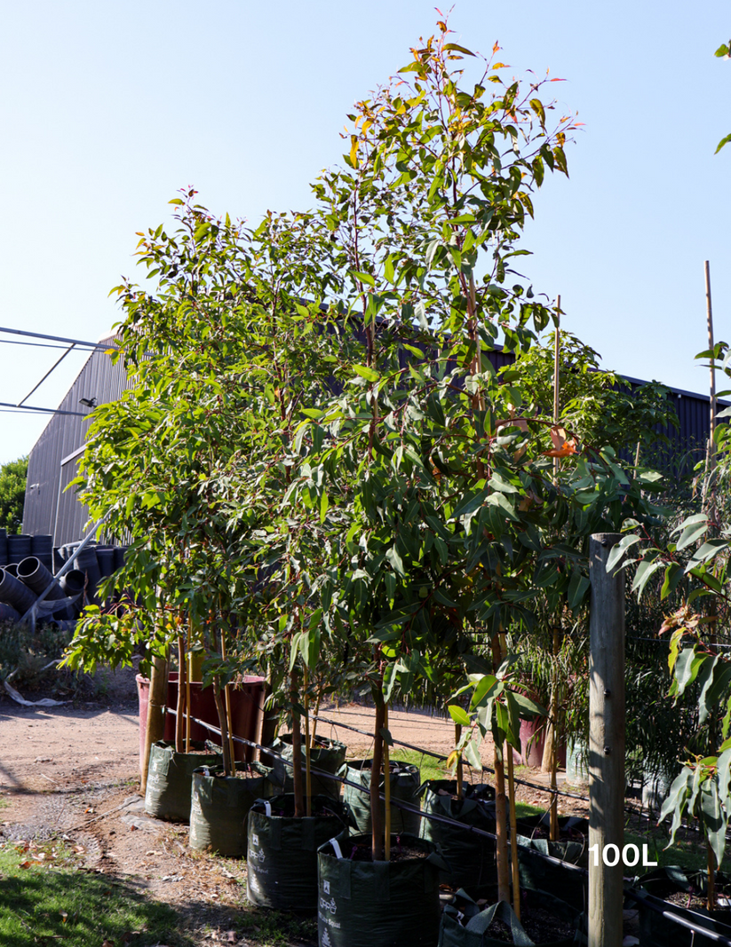 Corymbia ficifolia 'Baby Scarlet' - Evergreen Trees Diret