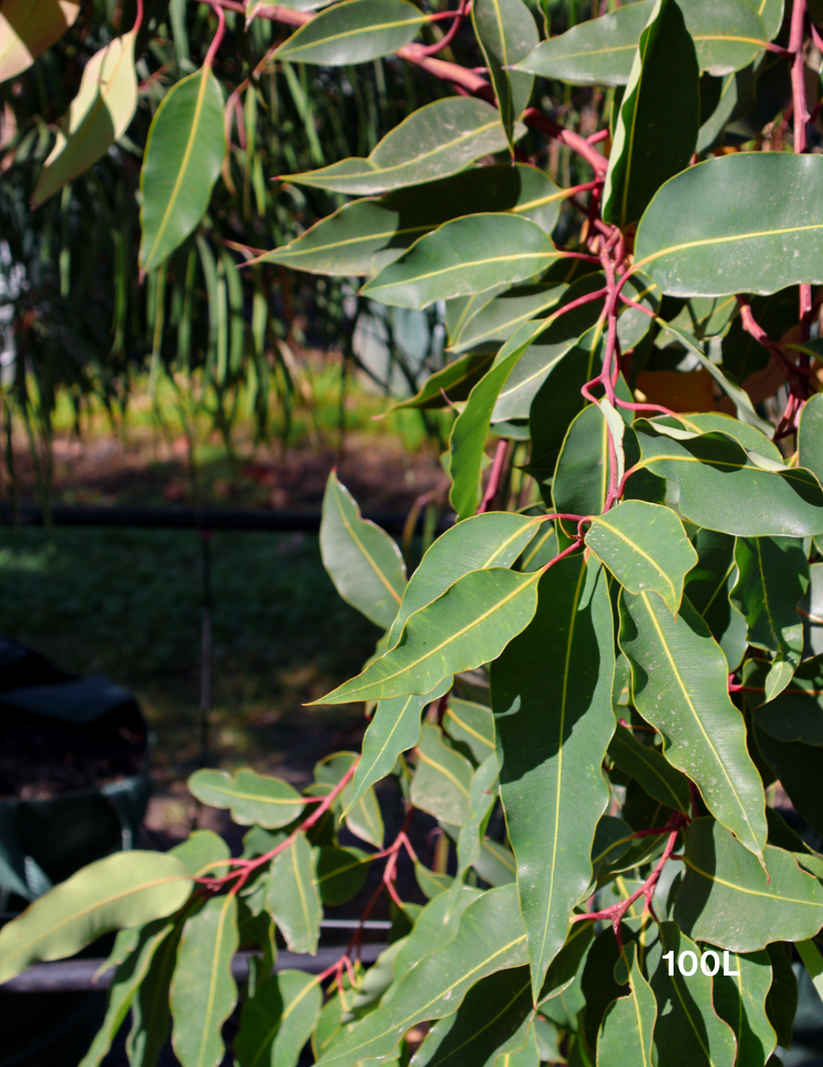 Corymbia ficifolia 'Baby Scarlet' - Evergreen Trees Diret
