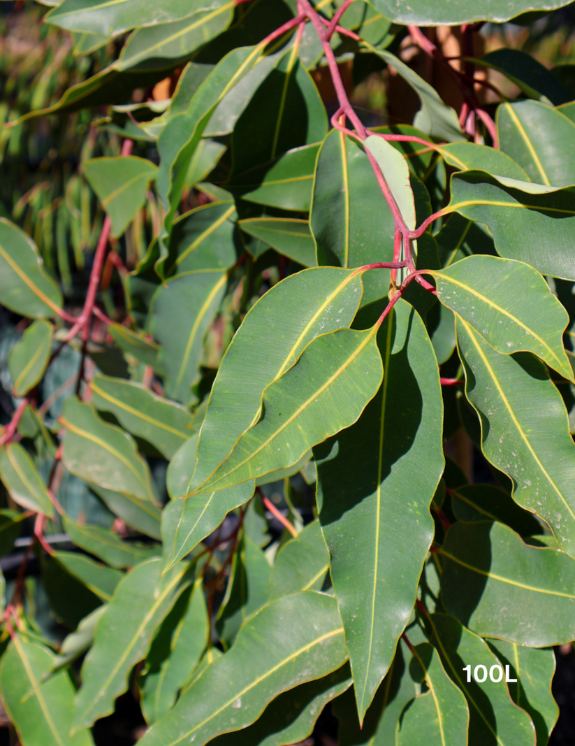 Corymbia ficifolia 'Baby Scarlet' - Evergreen Trees Diret