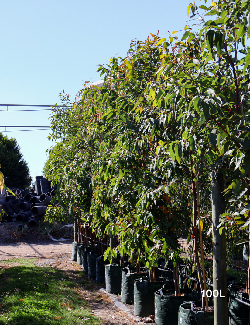 Corymbia ficifolia 'Baby Scarlet' - Evergreen Trees Diret