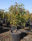 Corymbia ficifolia ‘Baby Orange’ | Compact Flowering Gum for Small Gardens
