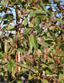 Corymbia ficifolia ‘Baby Orange’ | Compact Flowering Gum for Small Gardens