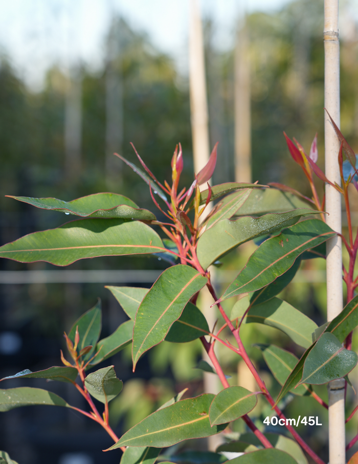 Corymbia ficifolia ‘Baby Orange’ | Compact Flowering Gum for Small Gardens