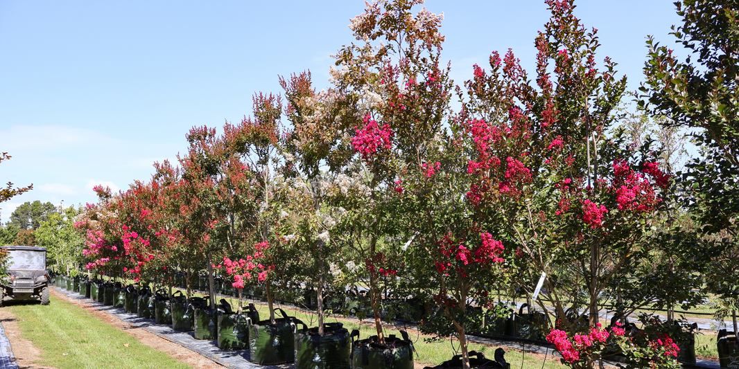 Super Advanced Trees - Evergreen Trees Direct