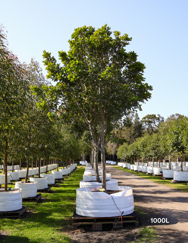 Cupaniopsis anacardioides (Tuckeroo Tree) - Evergreen Trees Direct