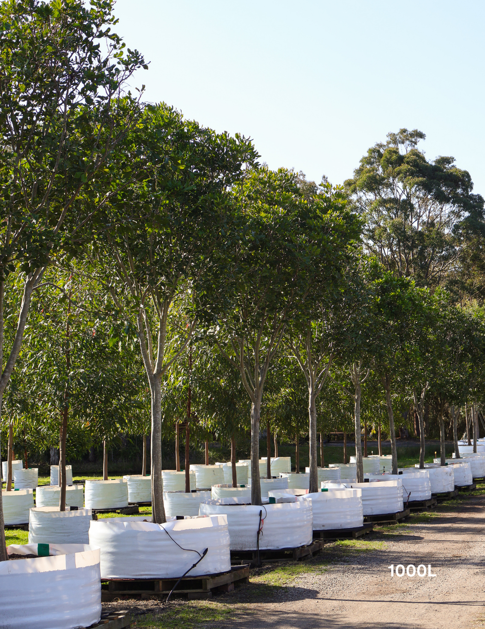 Cupaniopsis anacardioides (Tuckeroo Tree) - Evergreen Trees Direct