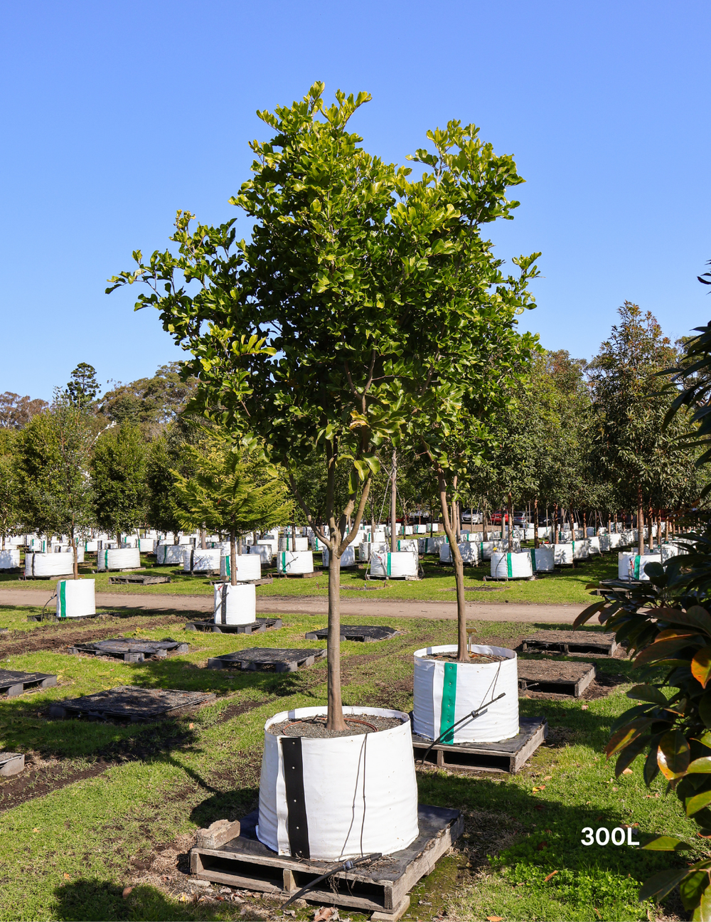 Cupaniopsis anacardioides (Tuckeroo Tree) - Evergreen Trees Direct